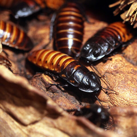 Madagascar Hissing Cockroaches - Wildlife Images