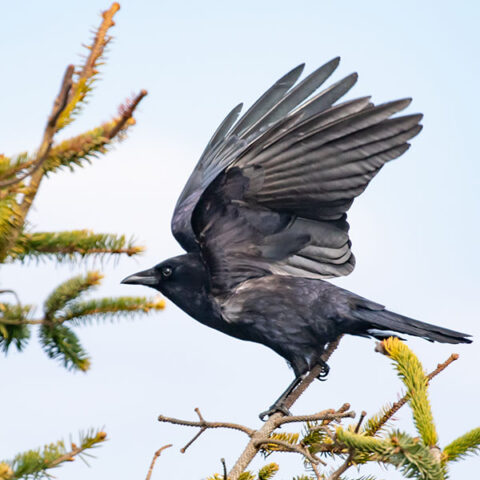 Discover the Fascinating World of Our Animals - Wildlife Images