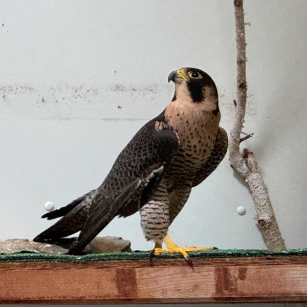 Encounter Wildlife: An Unforgettable Experience - Wildlife Images