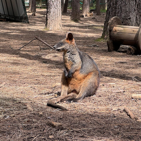 Kunanyi & Togari - Wildlife Images