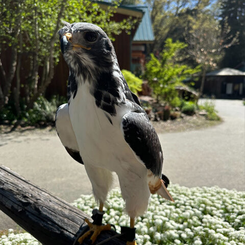 Discover the Fascinating World of Our Animals - Wildlife Images