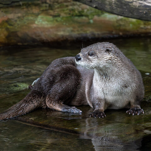 North American River Otter - Wildlife Images