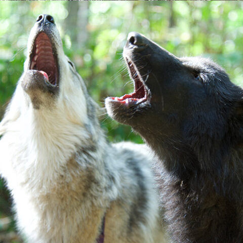 Encounter Wildlife: An Unforgettable Experience - Wildlife Images