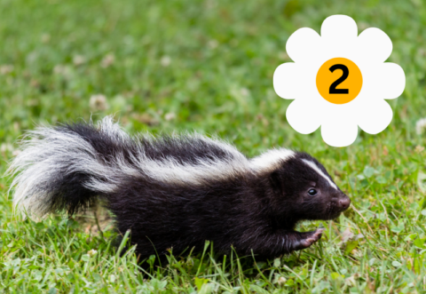 How to Help an Orphaned Baby Skunk - Wildlife Images