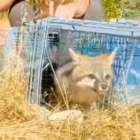 Discover the Latest Wildlife Updates and Events - Wildlife Images