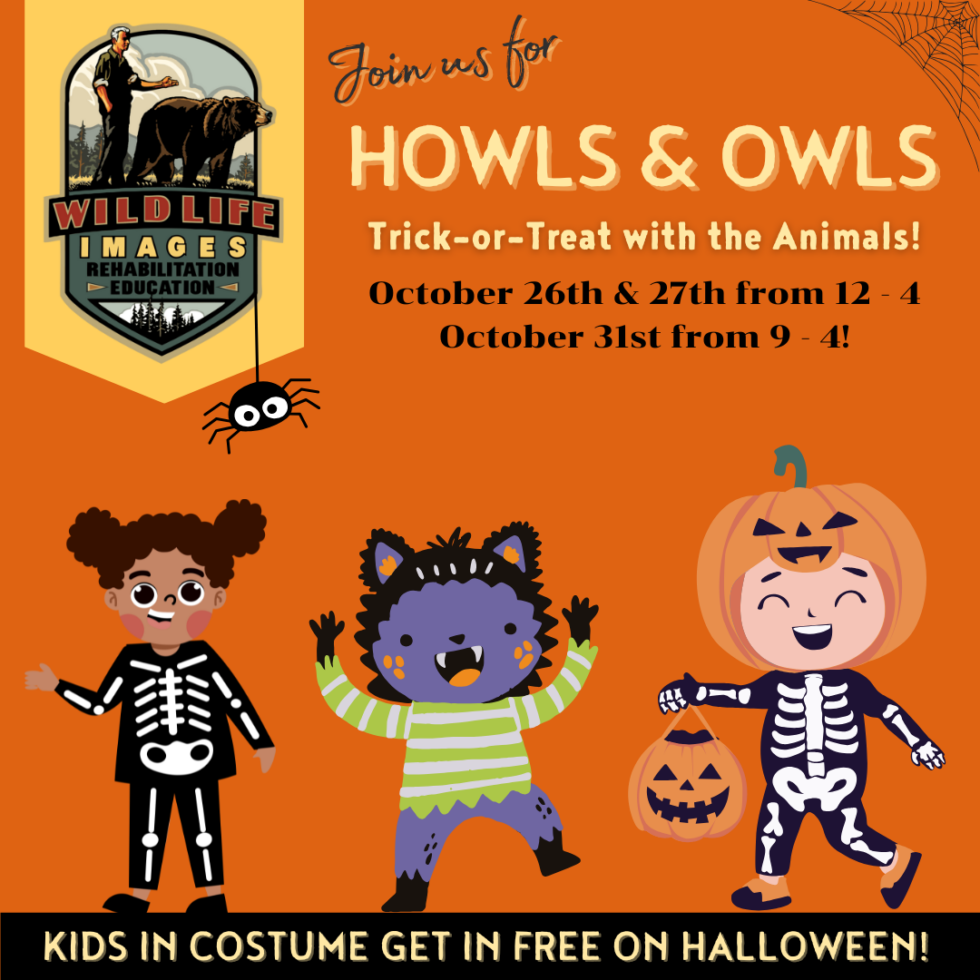 Wildlife Conservation Education: Preserving Our Natural Heritage ...