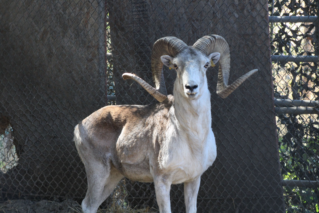 Dodge the Argali Sheep - Wildlife Images
