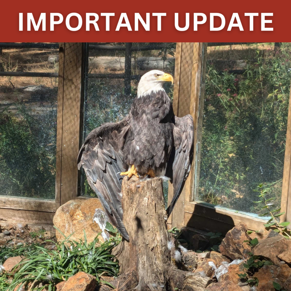 Important Bird Safety Update - Wildlife Images